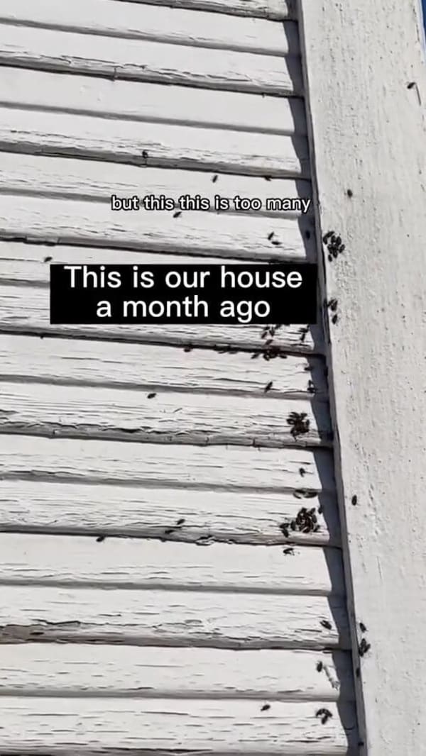 Pestie - The better way to get rid of bugs | DIY Pest Control